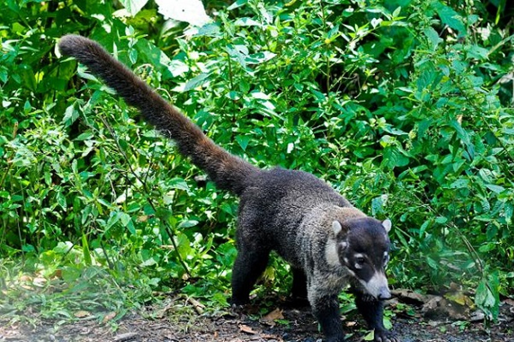 Rincon de la Vieja National Park Tour | Native's Way Costa Rica