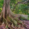 Rincon de la Vieja National Park Tour | Native's Way Costa Rica