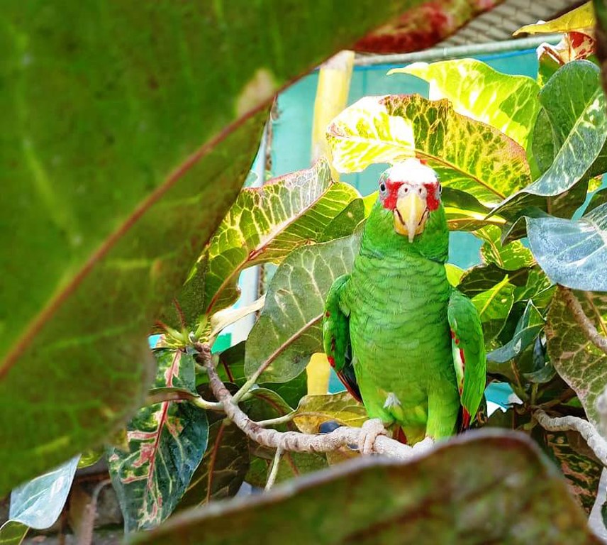 Congo Trail Zipline Tour | Native's Way Costa Rica - Tours & Transfers