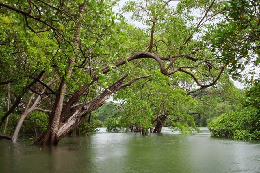 Tamarindo Kayak Estuary Tour | Native's Way Costa Rica Tamarindo Tours