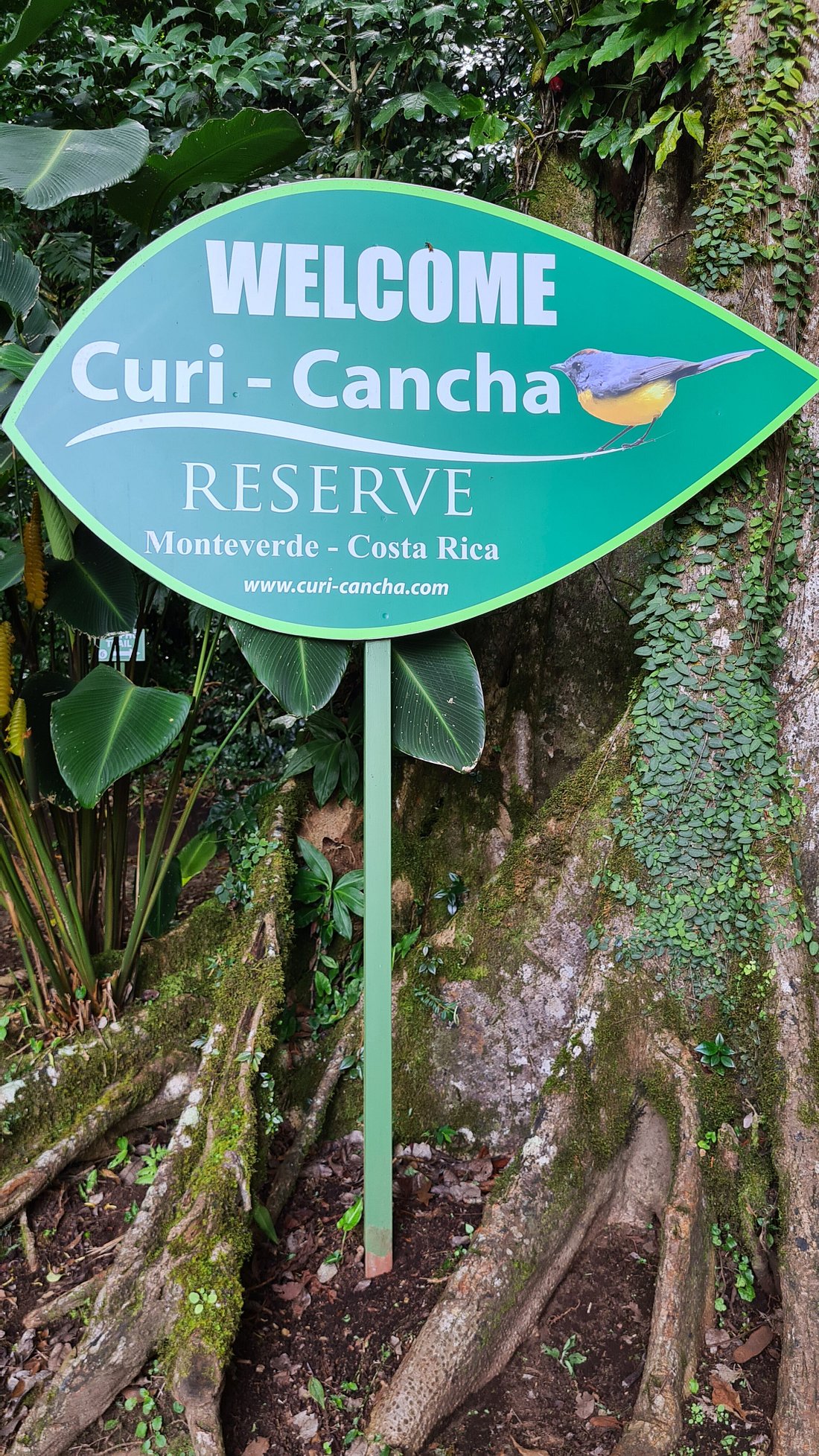 Monteverde Birdwatching Tour | Native's Way Costa Rica