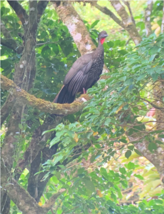 Monteverde Birdwatching Tour | Native's Way Costa Rica