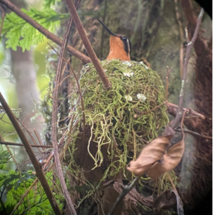 Monteverde Birdwatching Tour | Native's Way Costa Rica