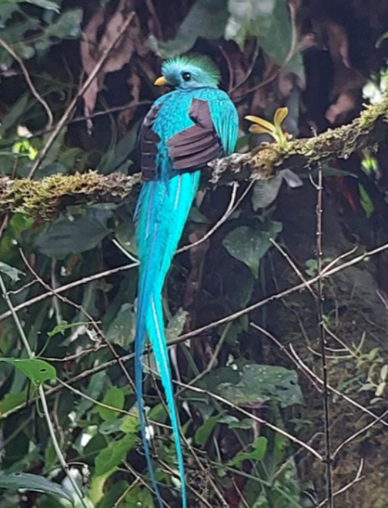 Monteverde Birdwatching Tour | Native's Way Costa Rica