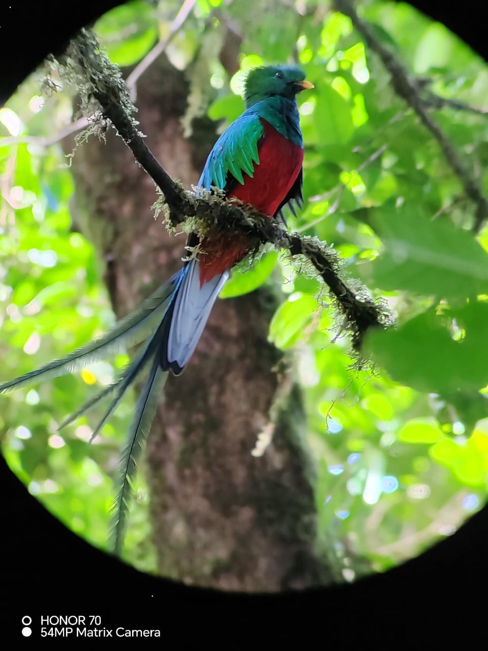 Monteverde Birdwatching Tour | Native's Way Costa Rica