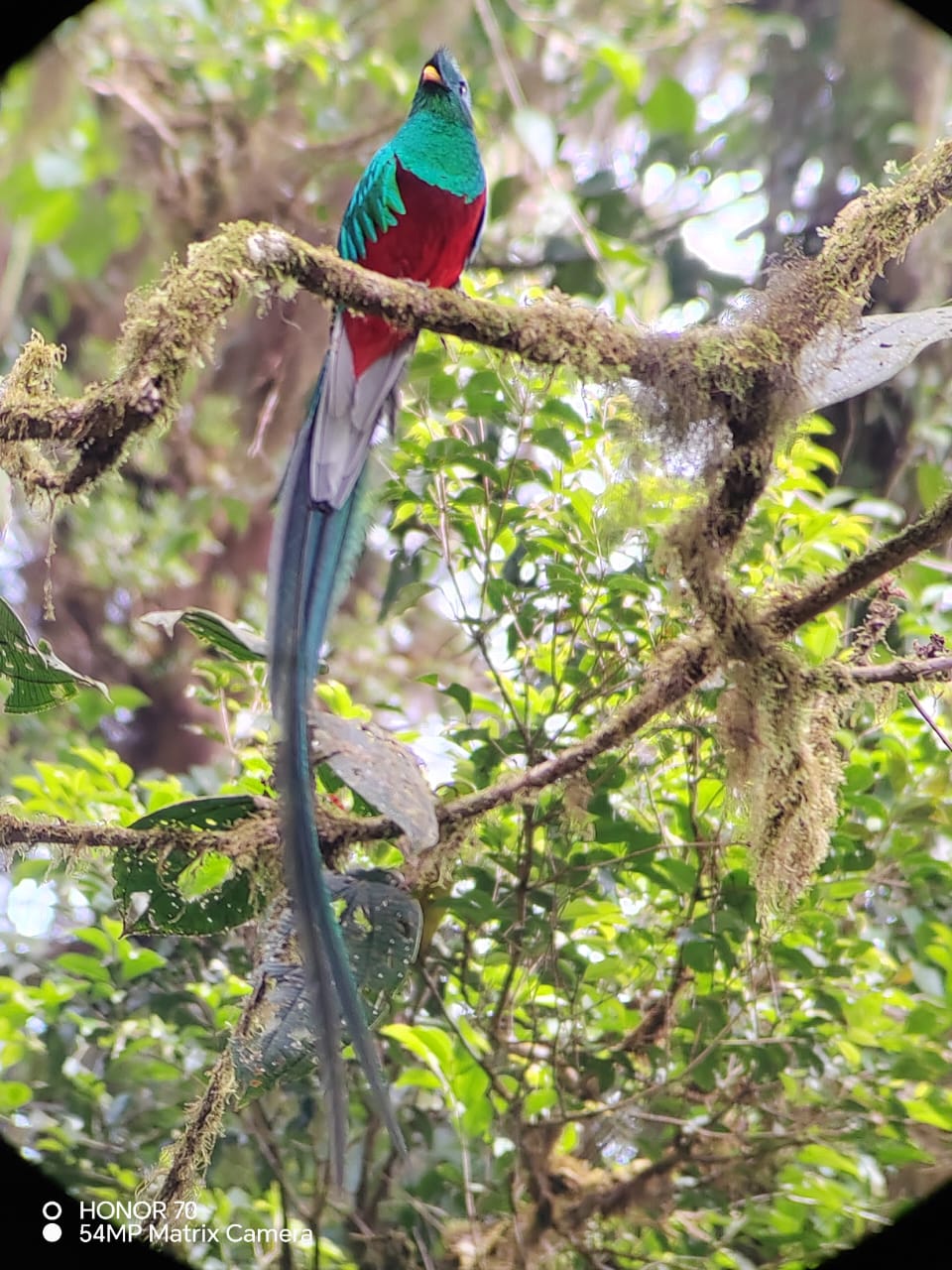Monteverde Birdwatching Tour | Native's Way Costa Rica