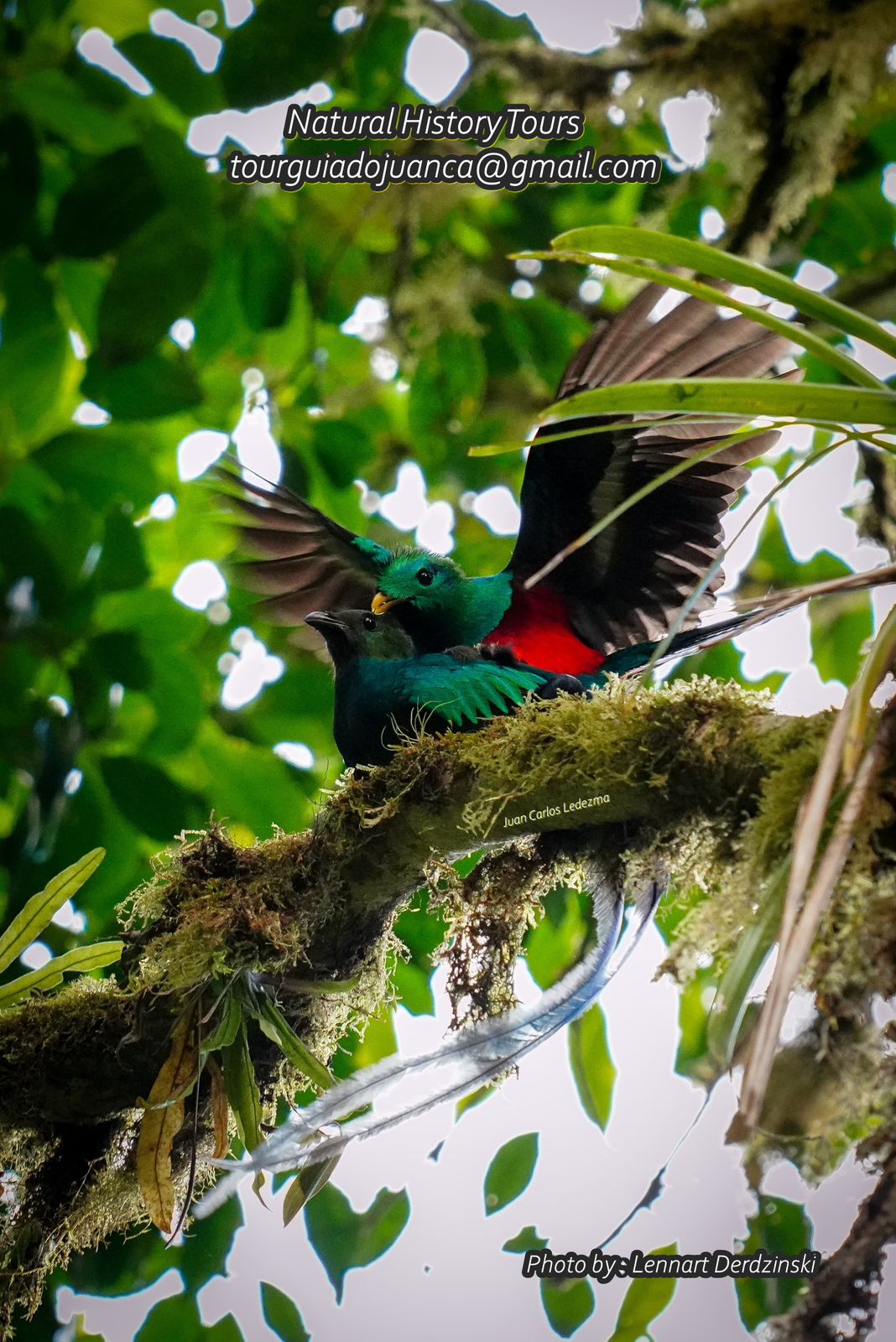 Monteverde Birdwatching Tour | Native's Way Costa Rica