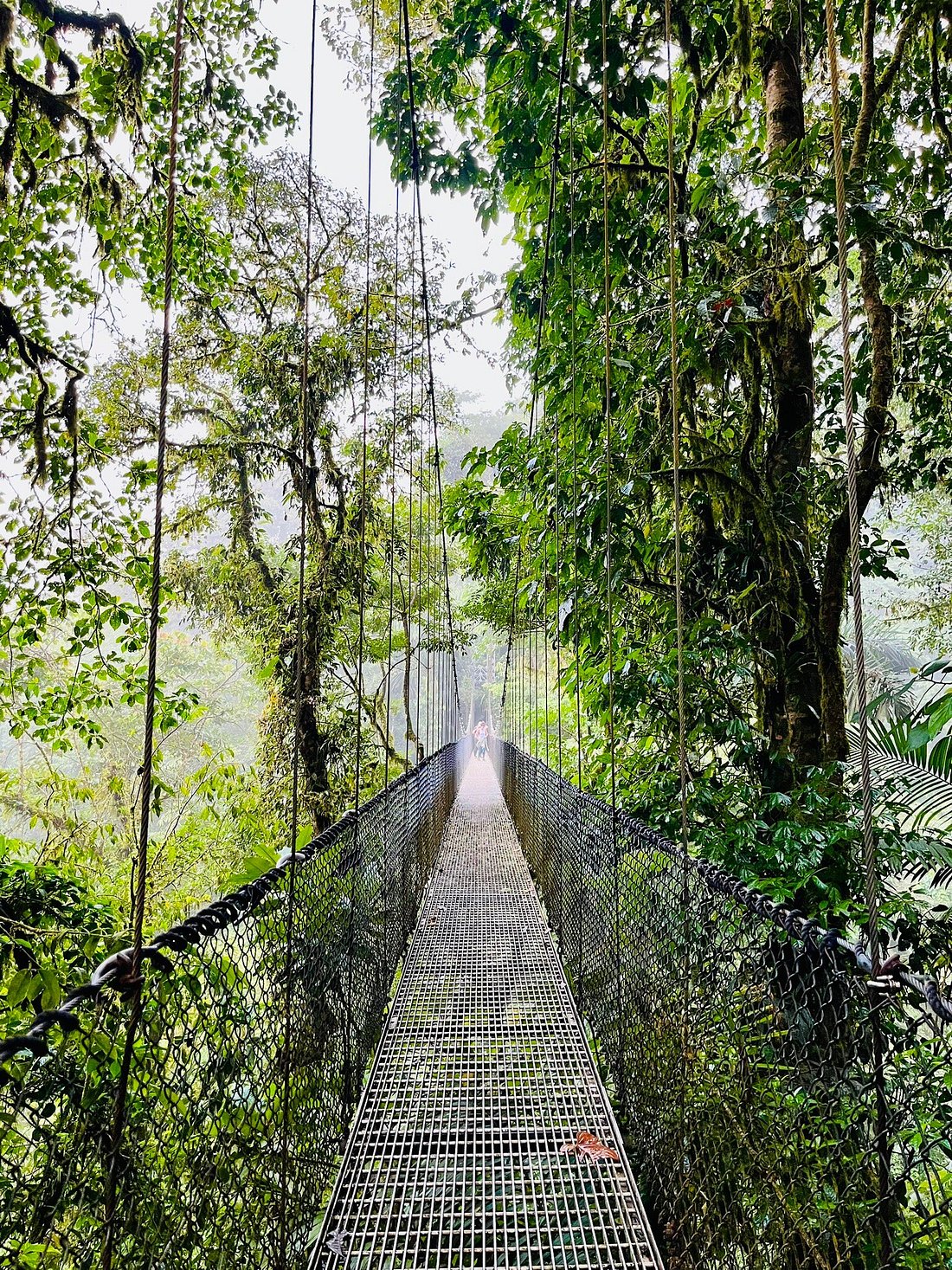 Arenal Hanging Bridges Tour | Native's Way Costa Rica