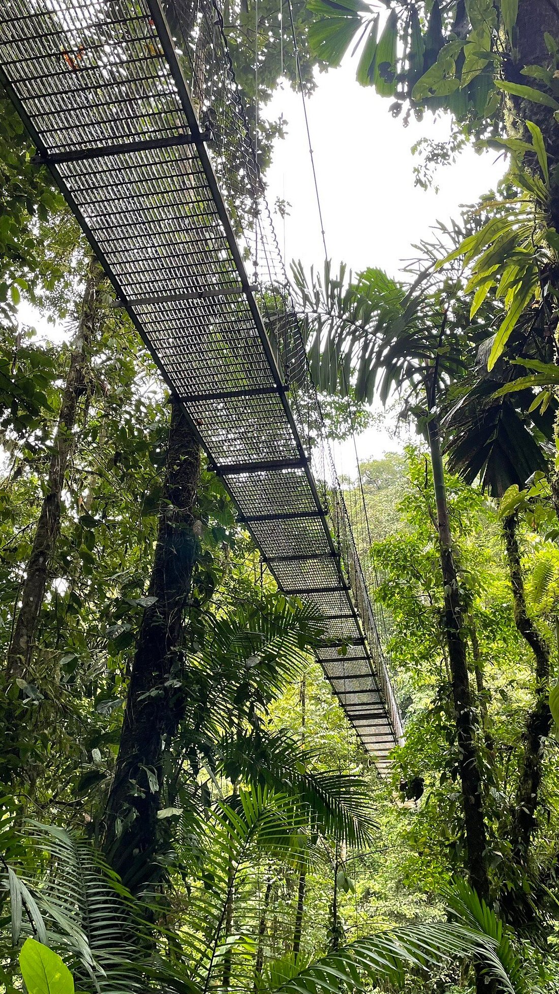 Arenal Hanging Bridges Tour | Native's Way Costa Rica