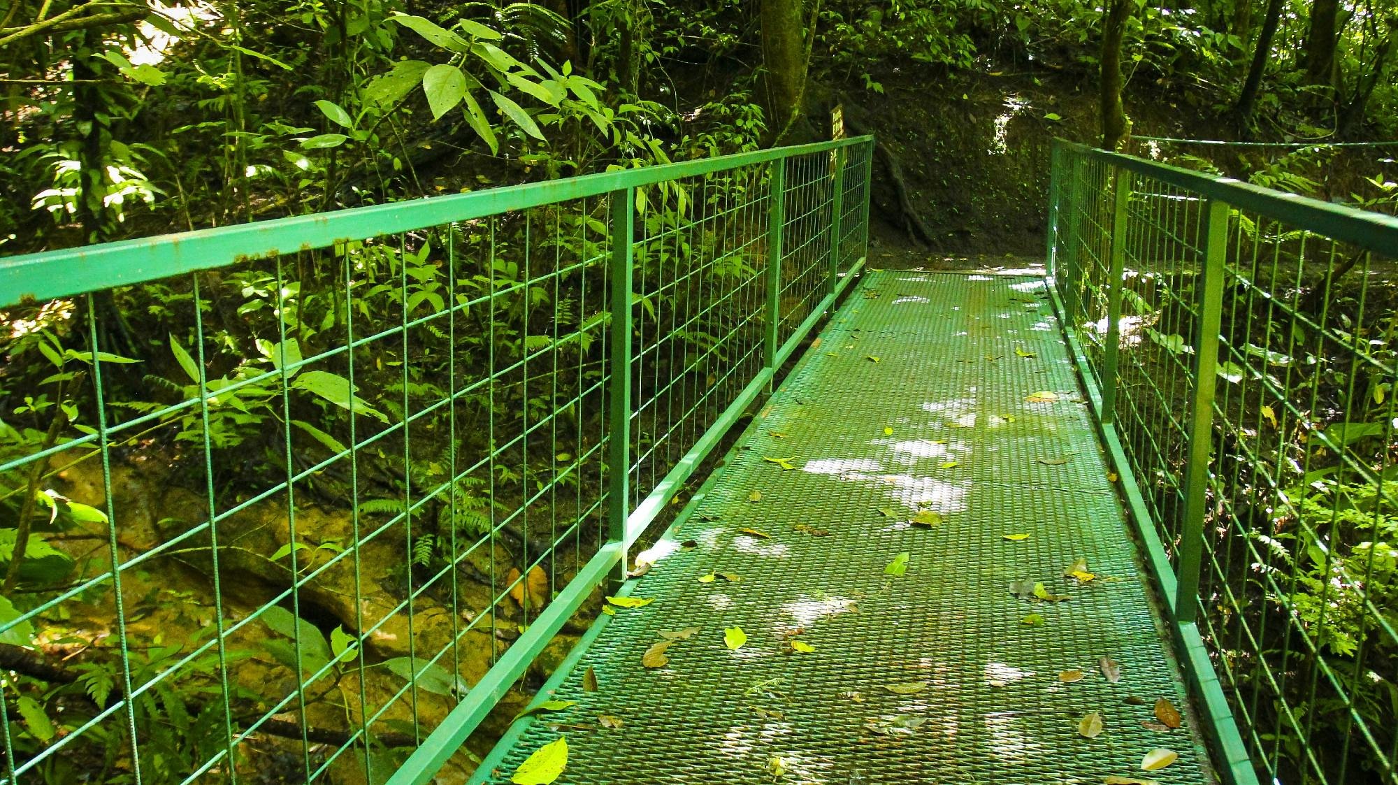 Arenal Hanging Bridges Tour | Native's Way Costa Rica