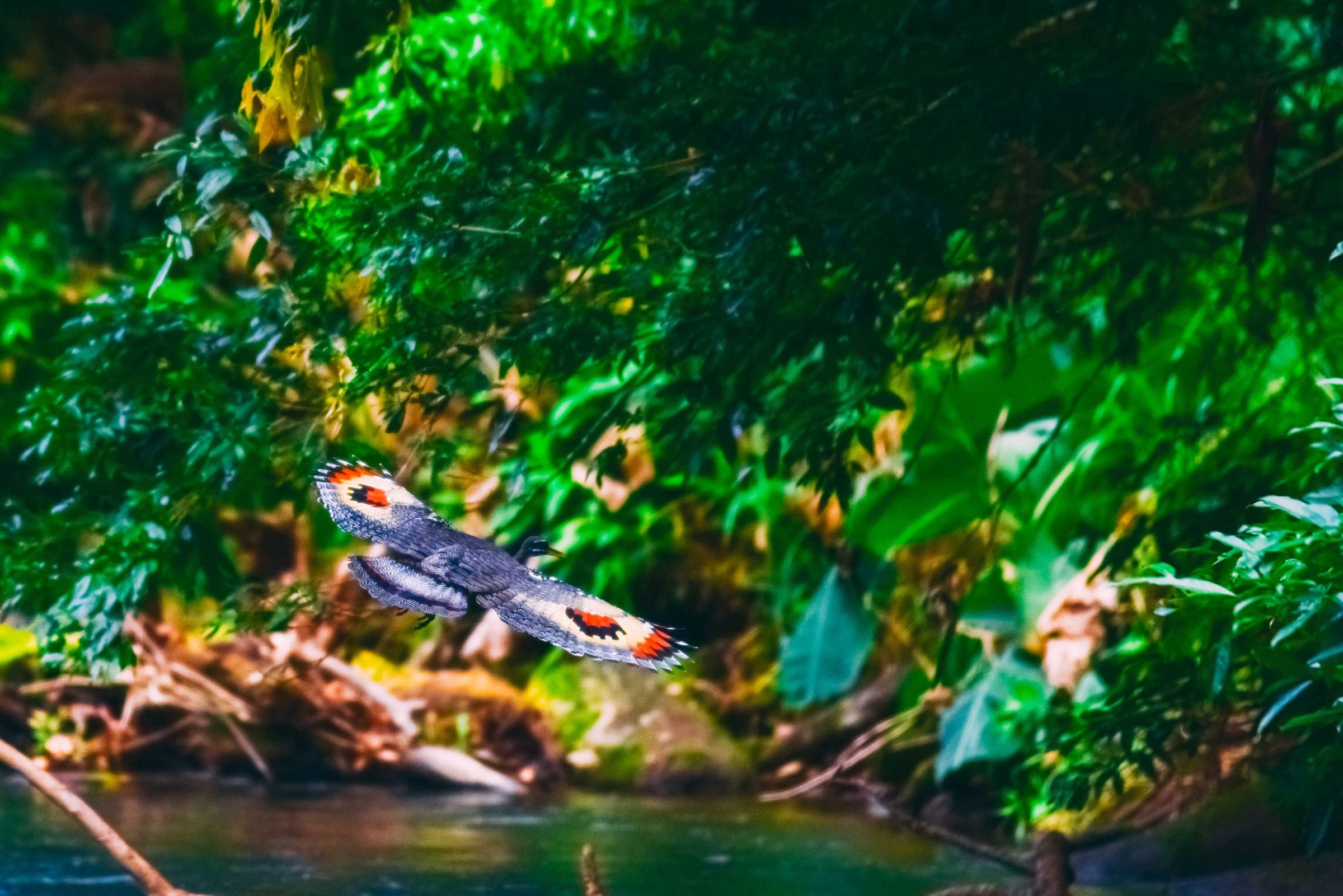 Jungle Safari Float on Sarapiqui River Tour | Native's Way Costa Rica