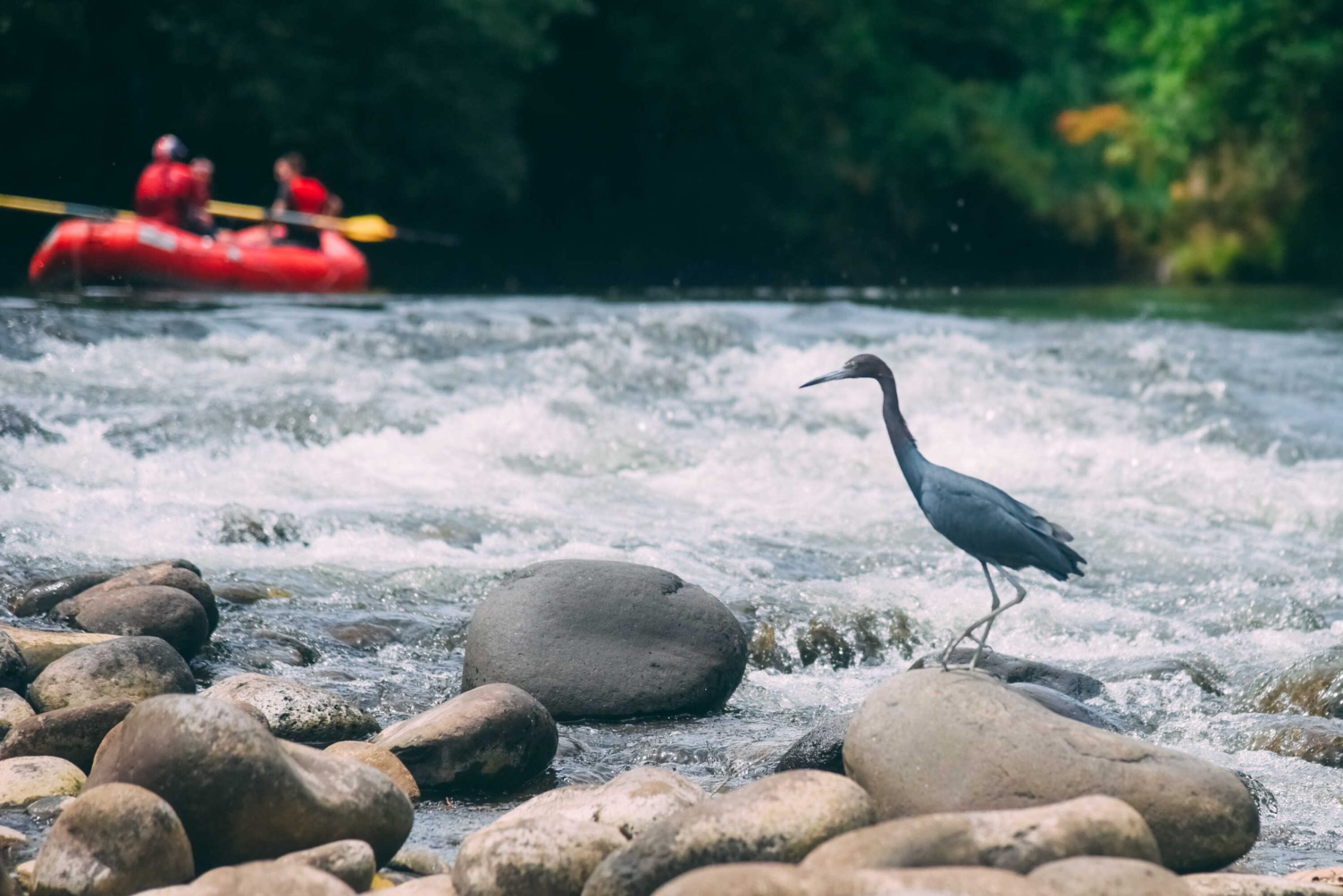 Jungle Safari Float on Sarapiqui River Tour | Native's Way Costa Rica