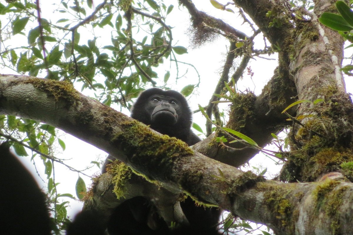 Monteverde Cloud Forest Reserve Tour | Native's Way Costa Rica