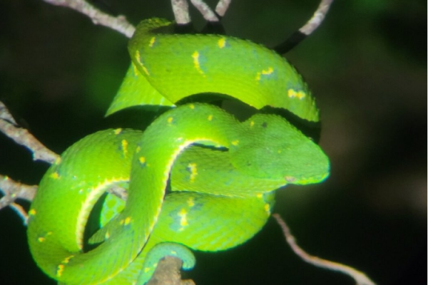 Monteverde Wildlife Refuge Night Walk Tour | Native's Way Costa Rica