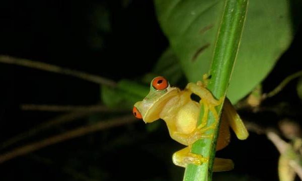 Monteverde Wildlife Refuge Night Walk Tour | Native's Way Costa Rica