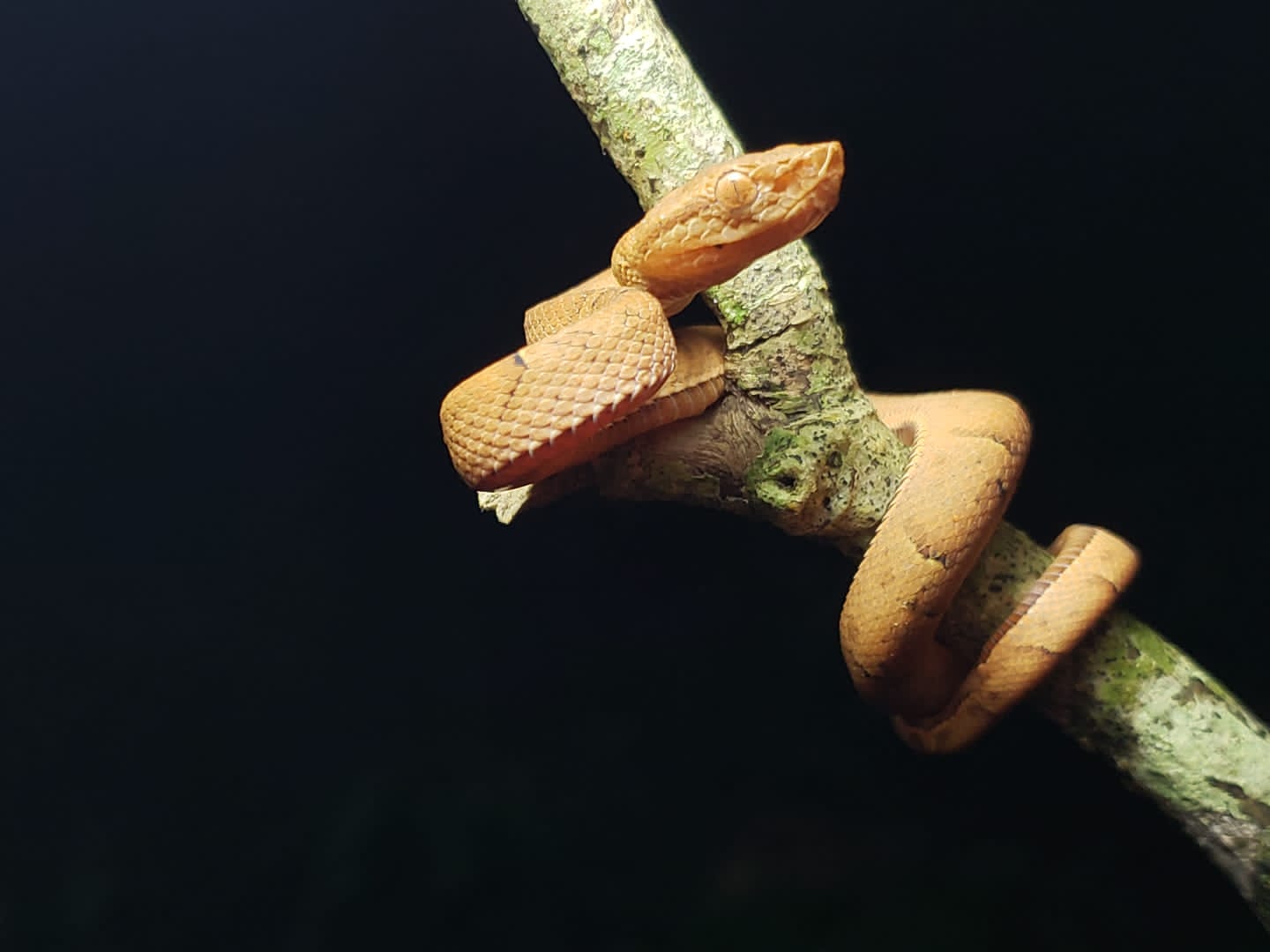 Monteverde Wildlife Refuge Night Walk Tour | Native's Way Costa Rica