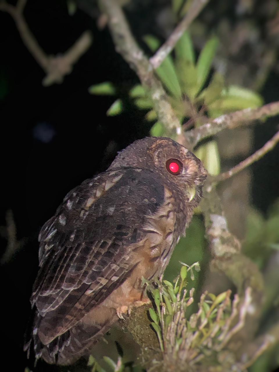Monteverde Wildlife Refuge Night Walk Tour | Native's Way Costa Rica