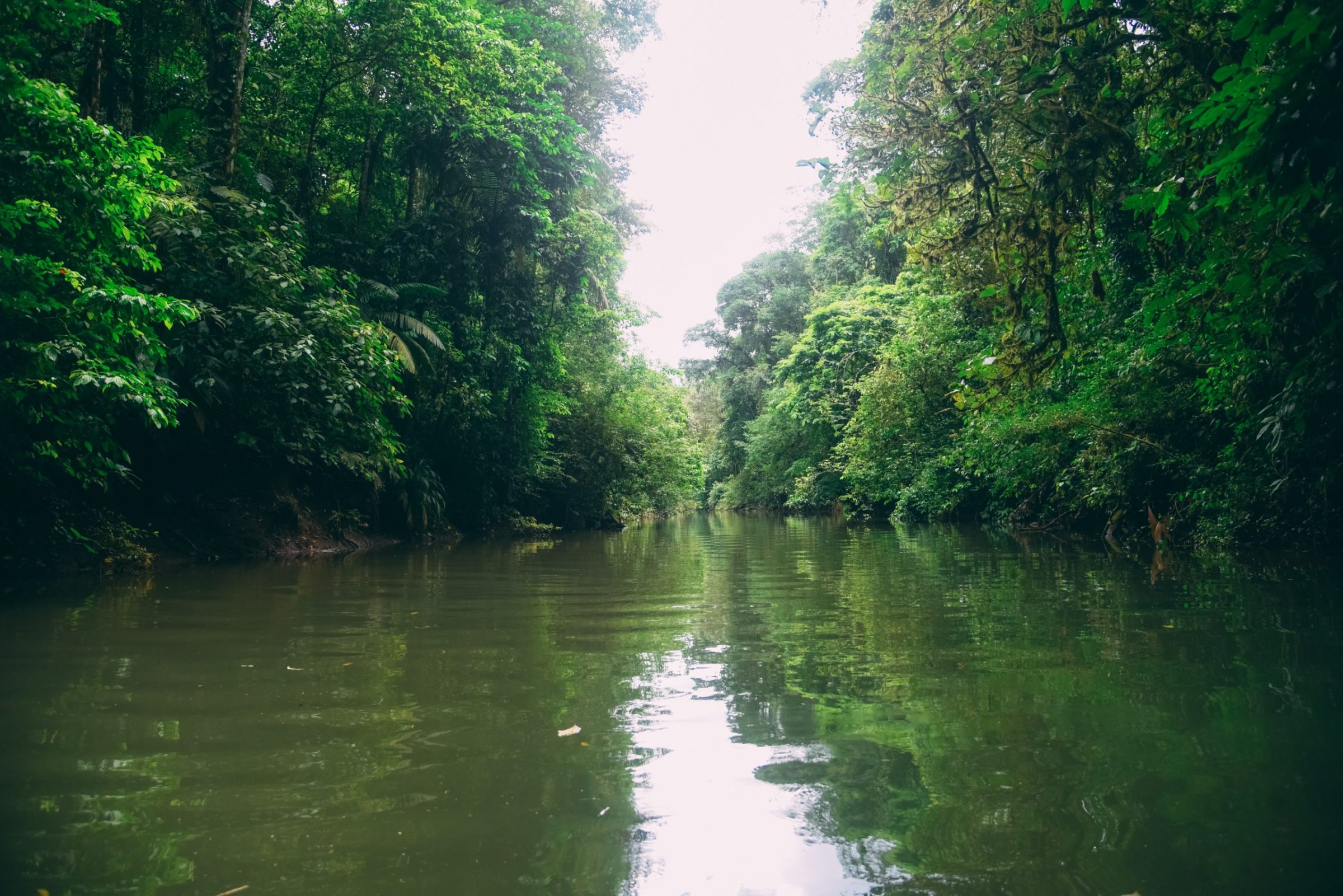 Jungle Safari Float on Sarapiqui River Tour | Native's Way Costa Rica