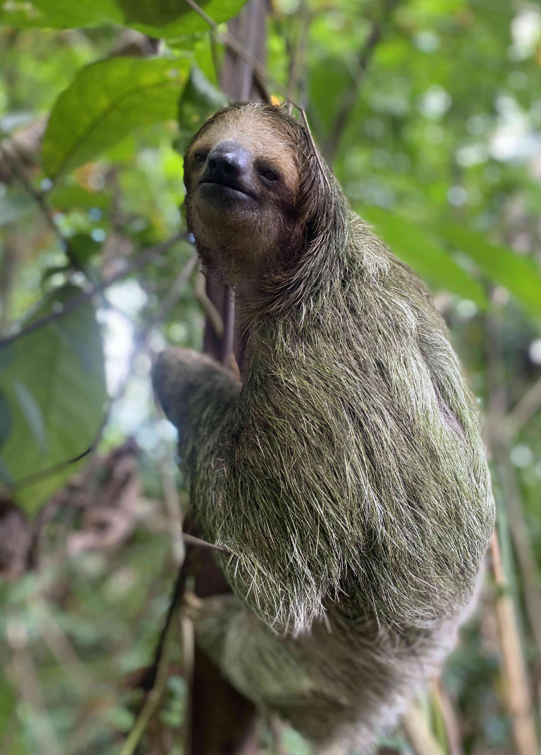 Sloth Territory Arenal Tour | Native's Way Costa Rica