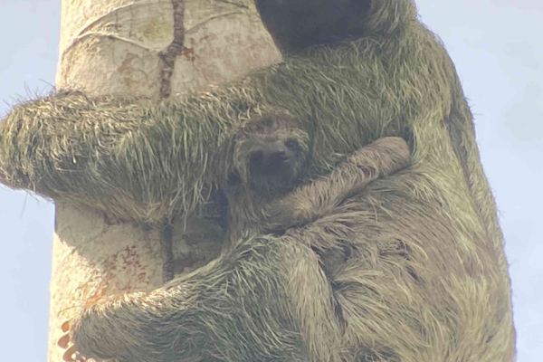 Sloth Territory Arenal Tour | Native's Way Costa Rica