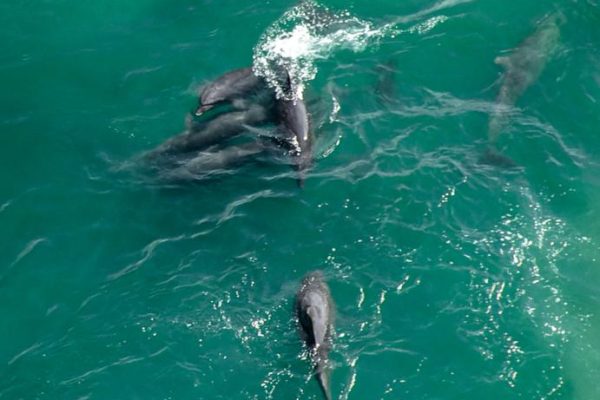 Gyrocopter Tamarindo Tour | Native's Way Costa Rica