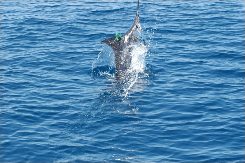 Tamarindo Sportfishing 27' Dusky | Native's Way Costa Rica - Tours ...