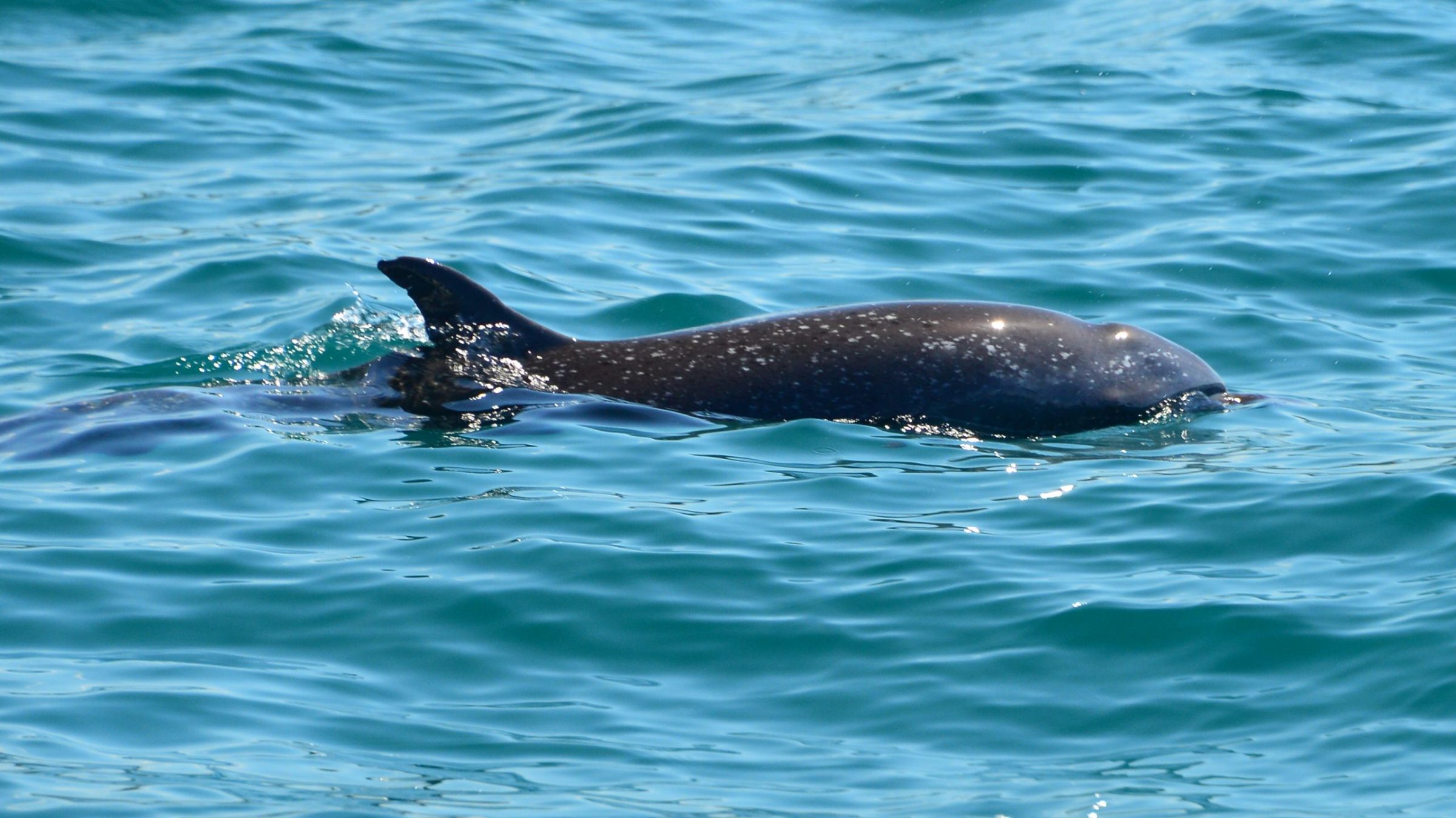 Planet Dolphin Catamaran Manuel Antonio | Native's Way Costa Rica Tours