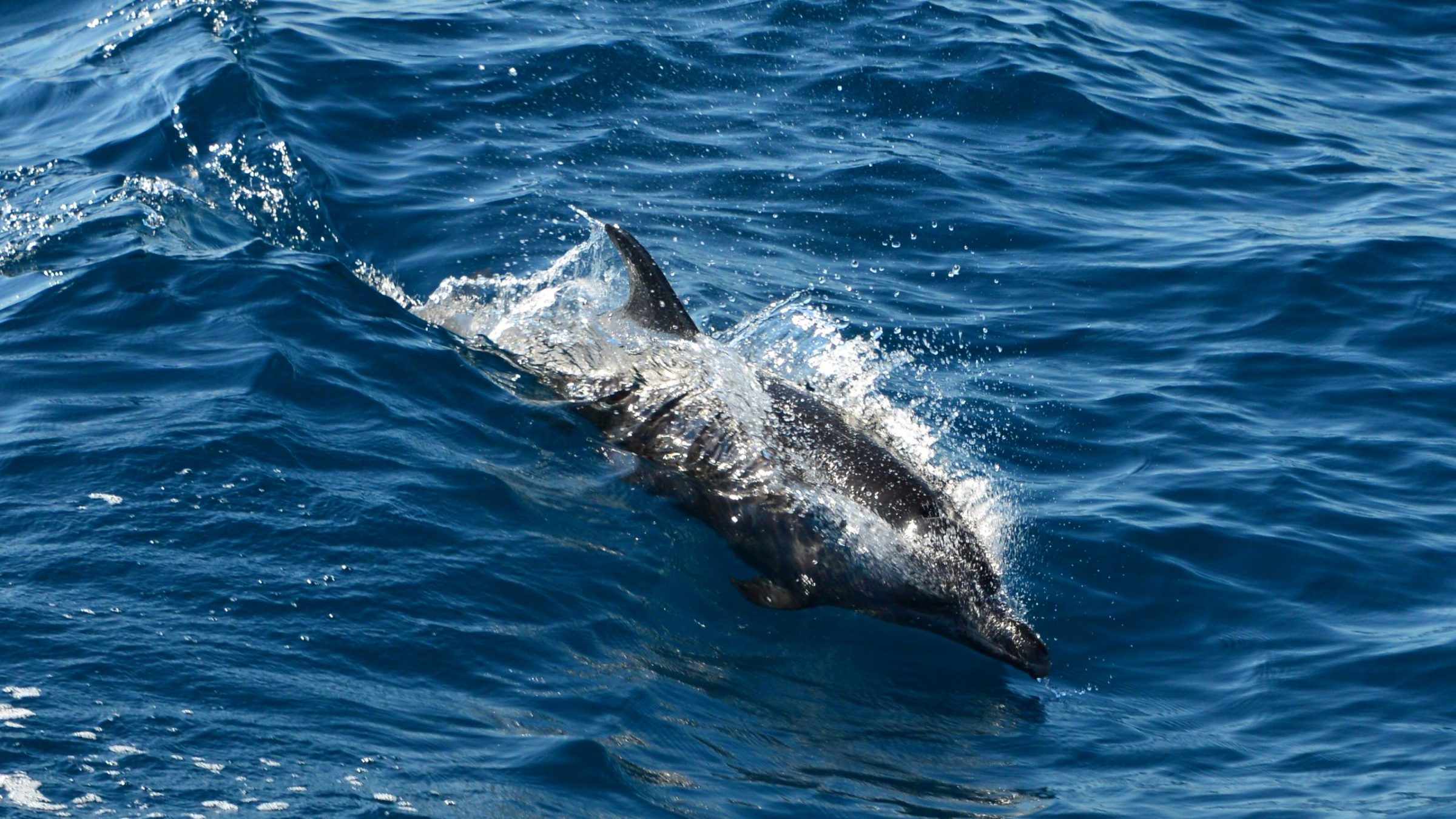 Planet Dolphin Catamaran Manuel Antonio | Native's Way Costa Rica Tours