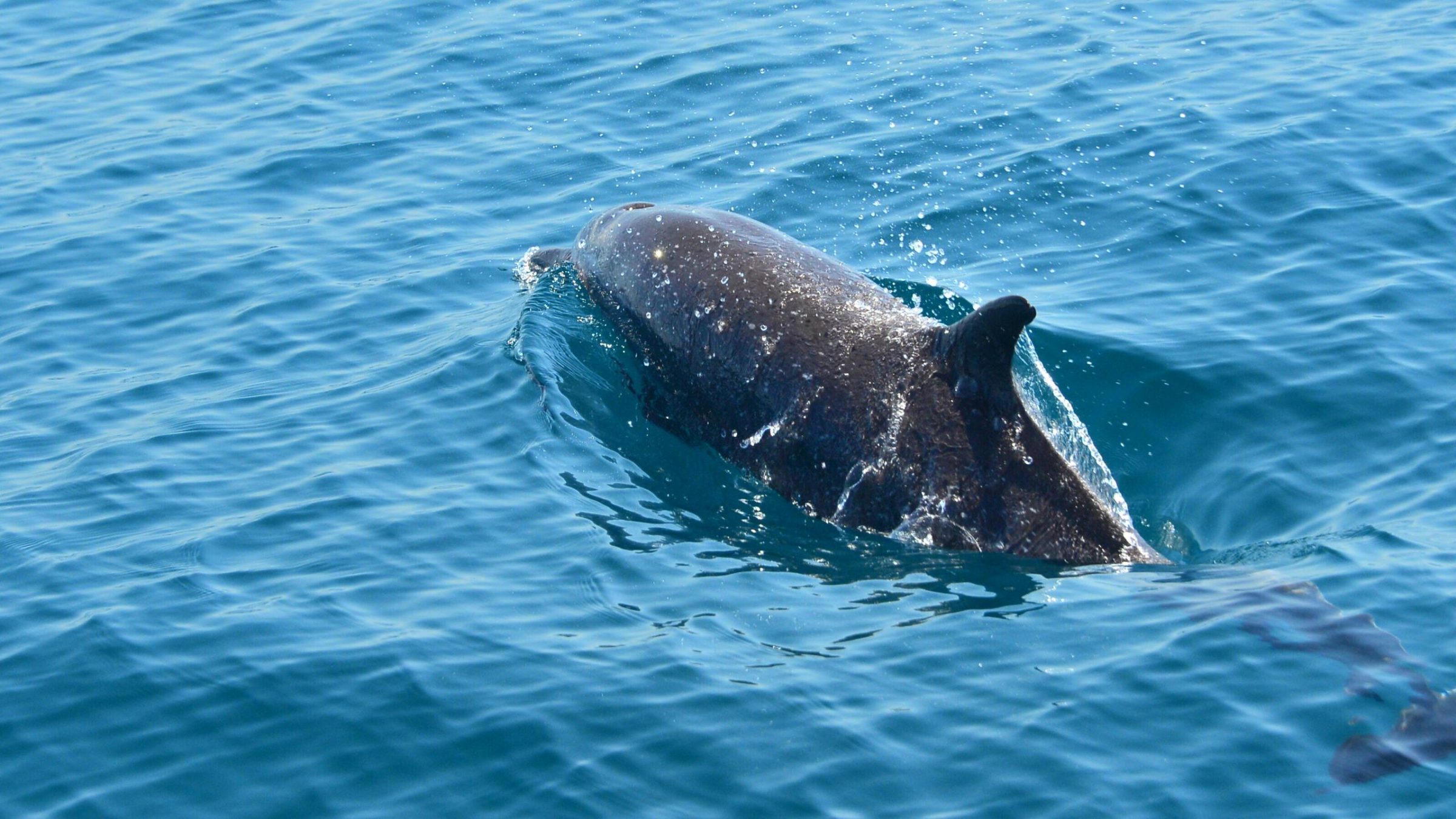 Planet Dolphin Private Catamaran - Manuel Antonio | Native's Way Costa ...