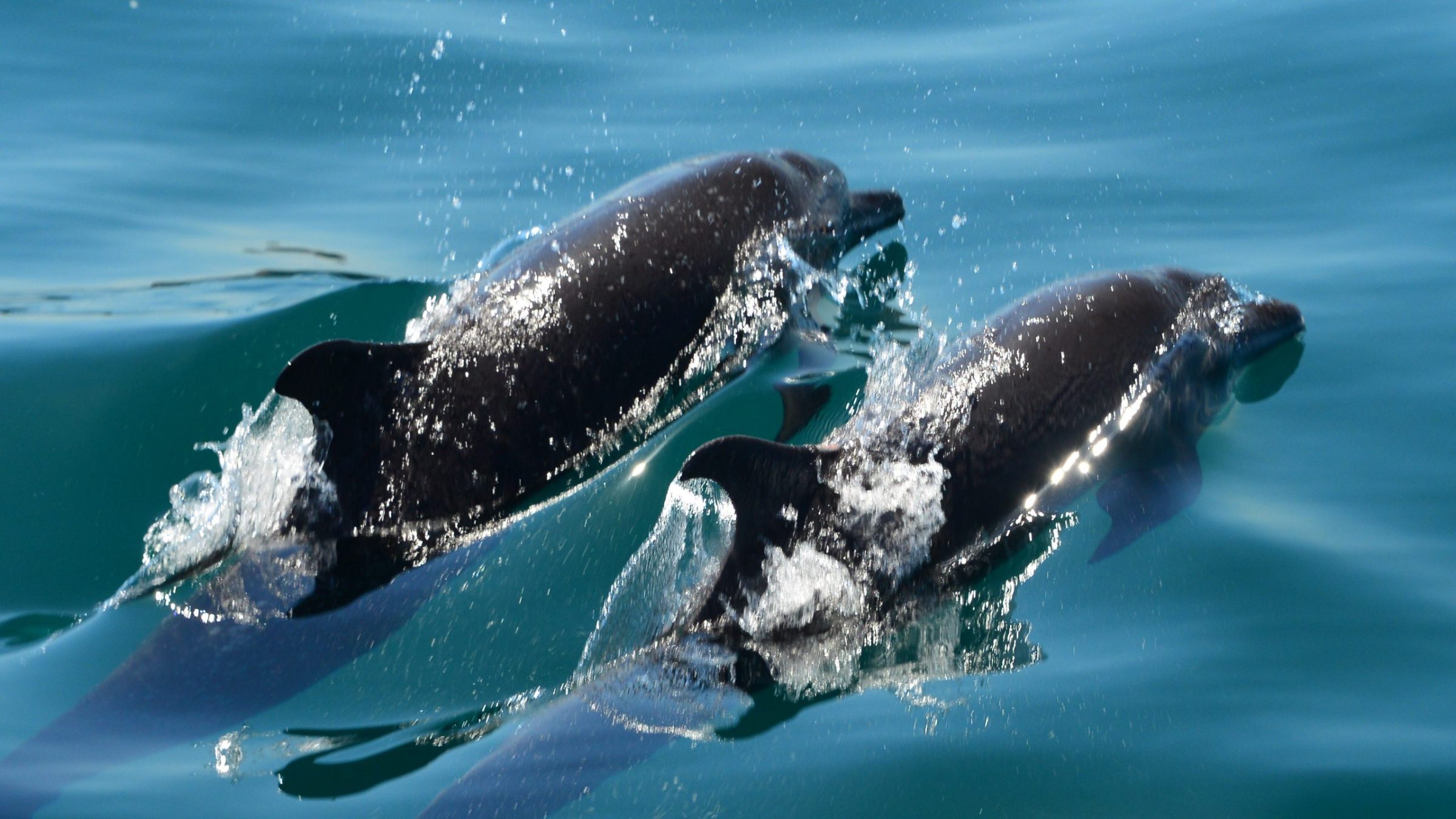 Planet Dolphin Catamaran Manuel Antonio | Native's Way Costa Rica Tours