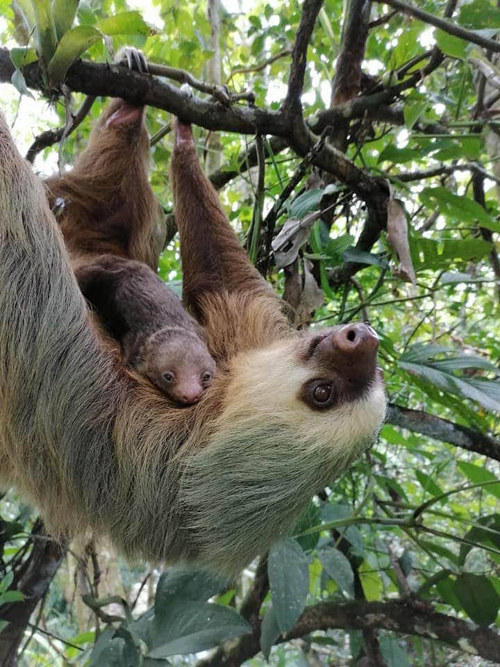 Rio Celeste Tour: Hiking, Sloth & Waterfall | Native's Way