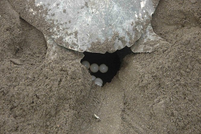 Private Turtle Nesting Tour | Native's Way Tamarindo Tours